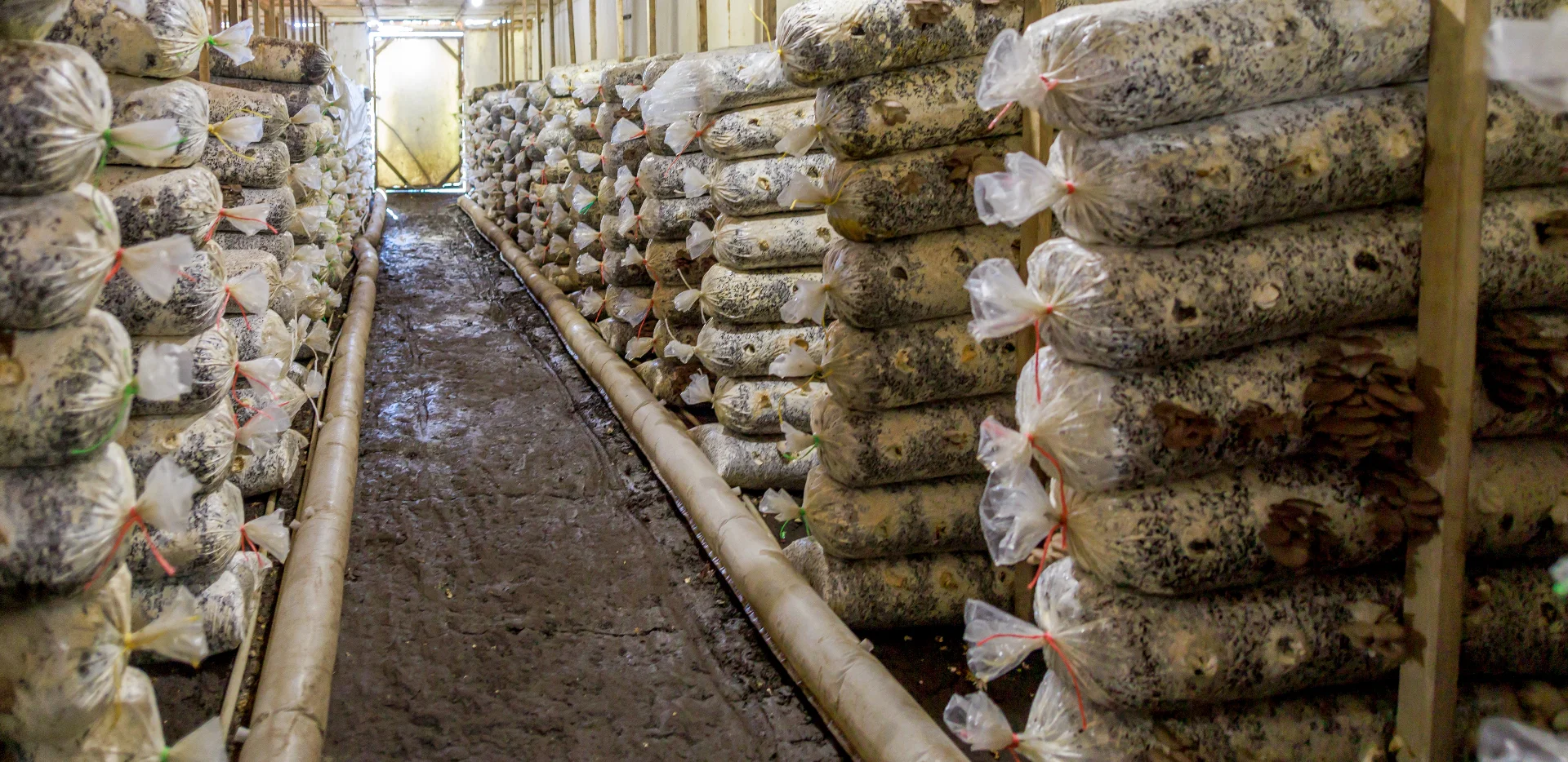 SAVE EARTH Inc. — MYCERRA | Mycelium Alternative Materials